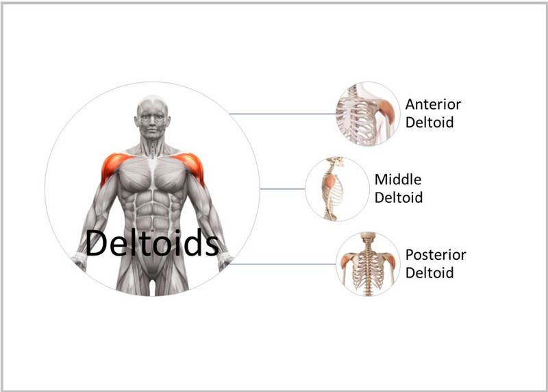 Sculpt Strong Shoulders: Target All Three Deltoid Heads
