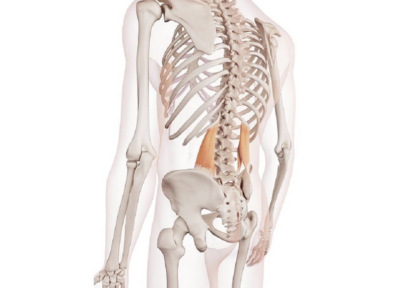 Anatomical Exploration of Lateral Spine Flexion