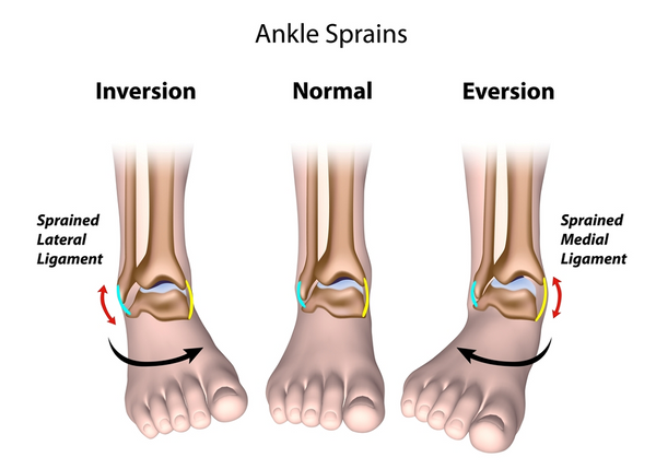 Anatomical Deep Dive: Ankle Joint Eversion and Inversion