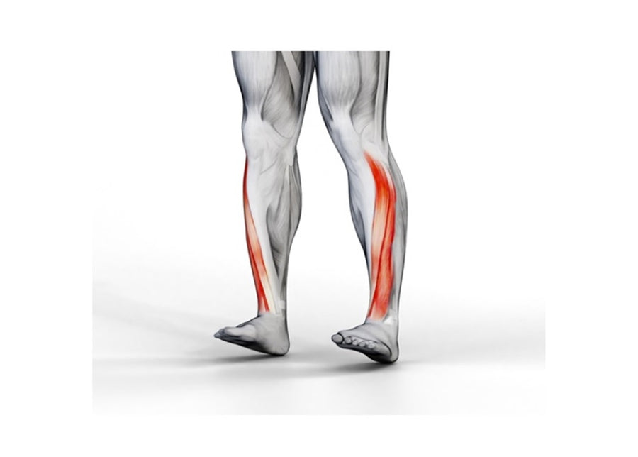 Comprehensive Guide to the Peroneal Calf Muscles