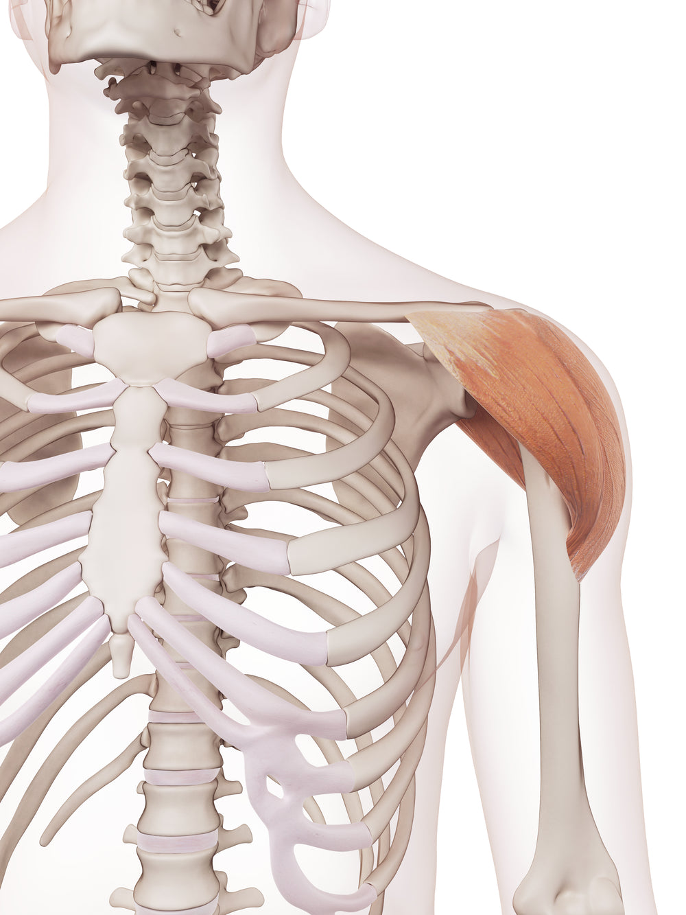 Anterior Deltoid Anatomy: Function, Origin, and Best Exercises