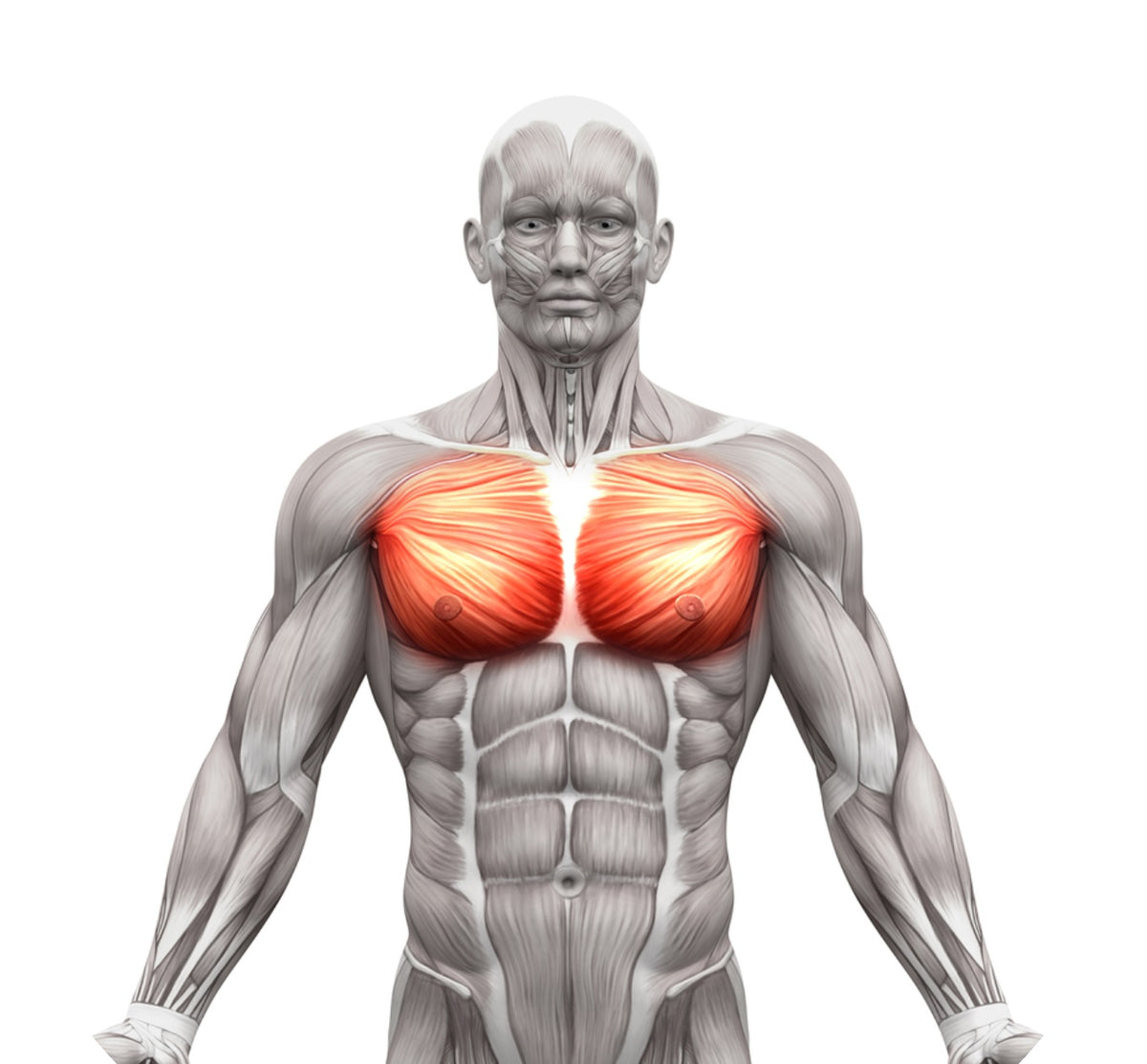 Dumbbell Fly (Butterfly): Muscles Worked, Proper Form, and Benefits