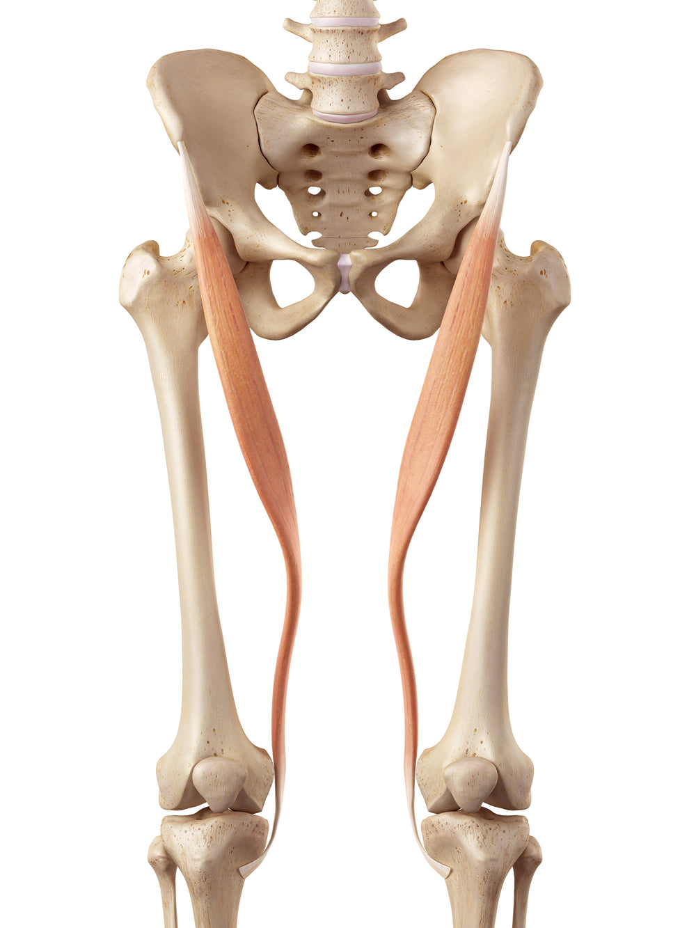 Sartorius- Muscle Function, Anatomy, Exercises and more