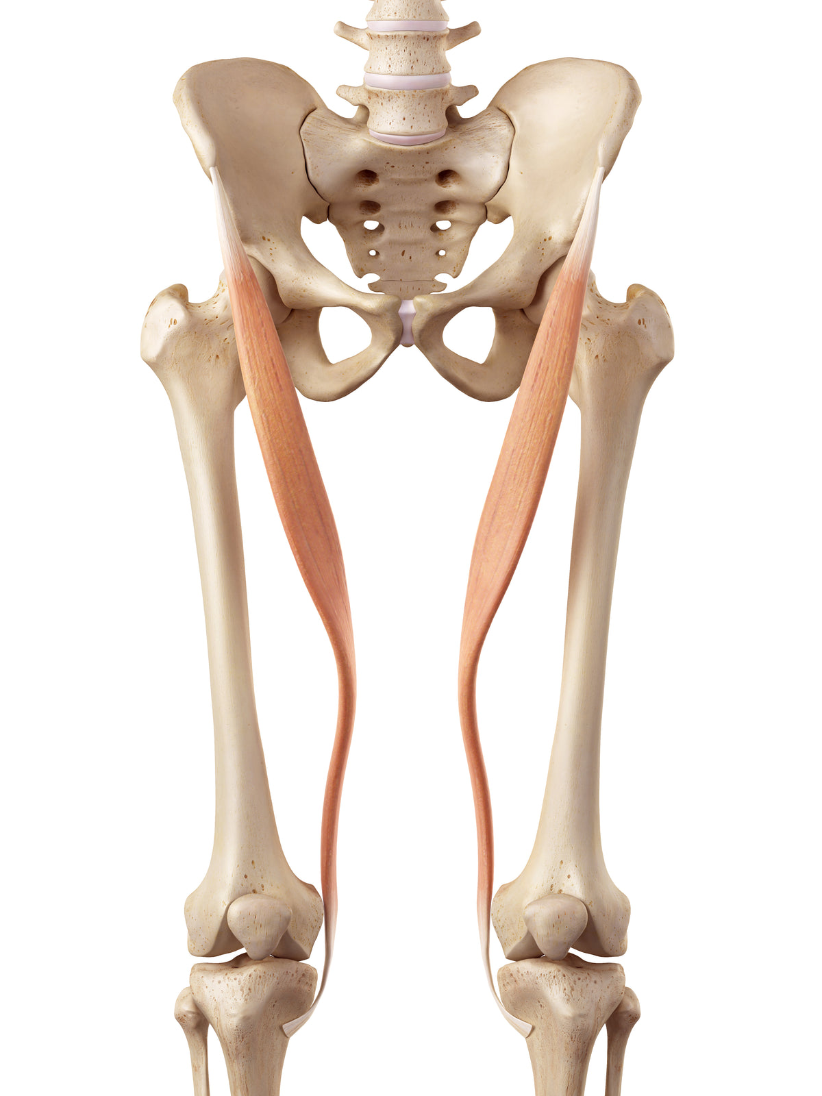 Sartorius- Muscle Function, Anatomy, Exercises and more