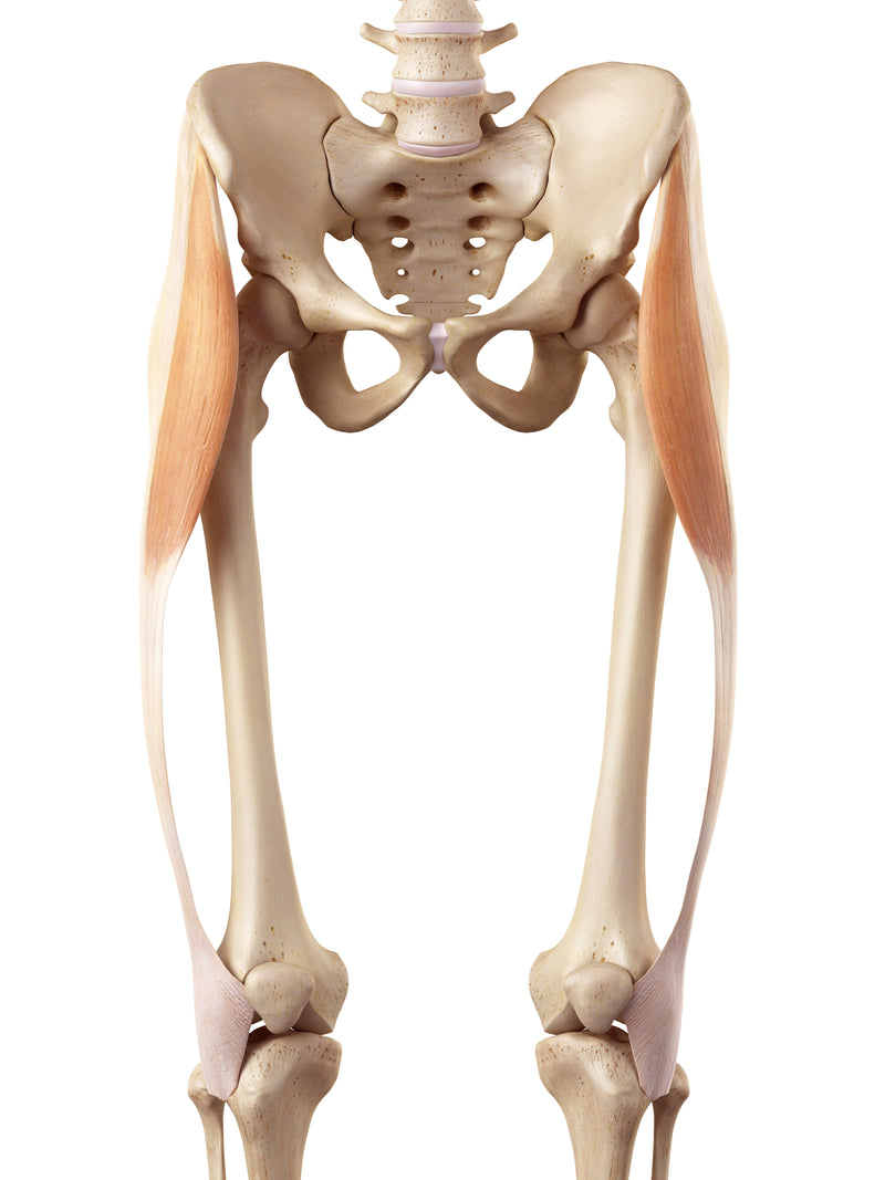 Tensor Fasciae Latae- Muscle Function, Anatomy, Exercises and more