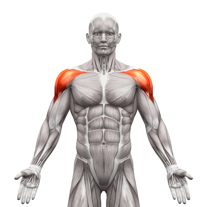 Deltoid
