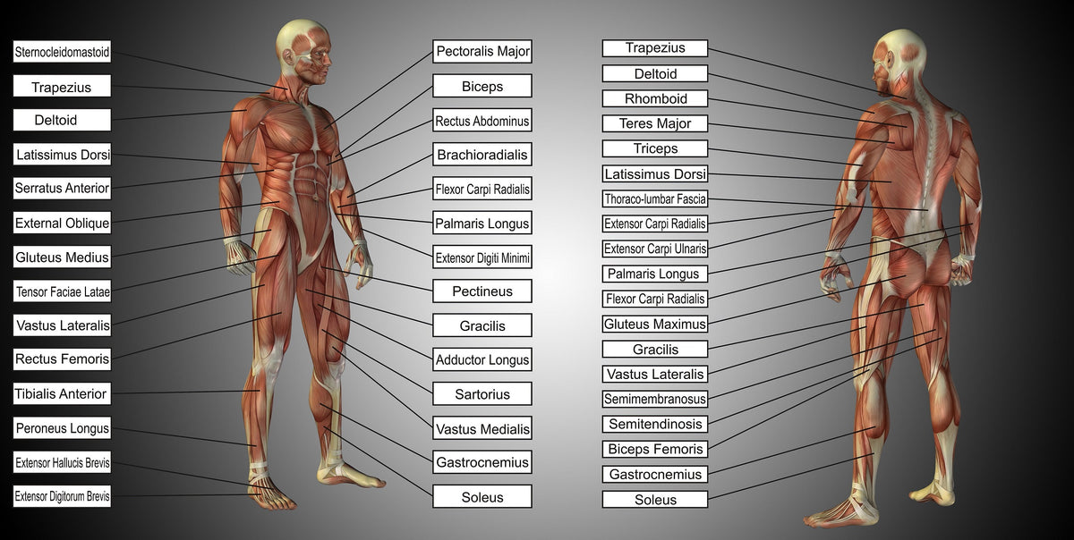 Free Lessons in the Kinesiology of Exercise by KinX Learning